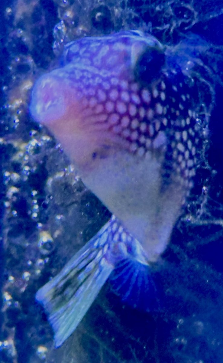 False puffer fish (file fish) mouth issues | Reef2Reef