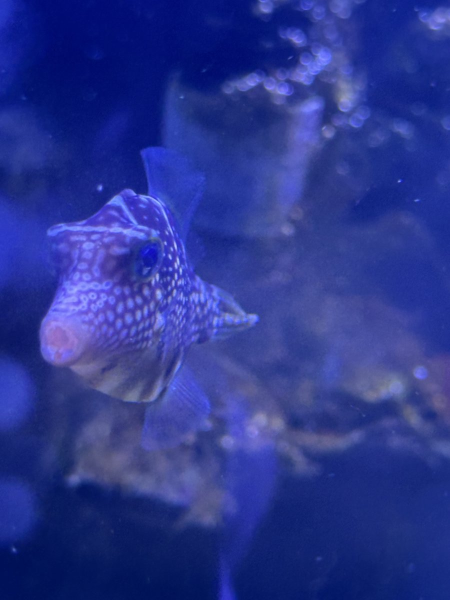 False puffer fish (file fish) mouth issues | Reef2Reef