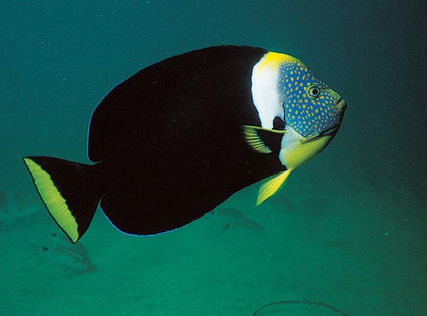Fish Tournament: Large Angels. Round 1, Vote 1 | Reef2Reef