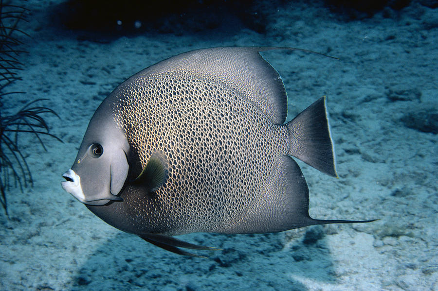 Fish Tournament: Large Angels. Round 1, Vote 4 | Reef2Reef