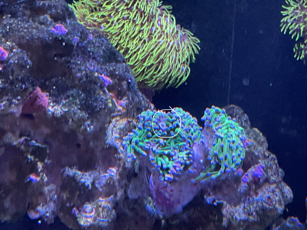 There’s this weird white looking tube on my torch coral, any idea what ...