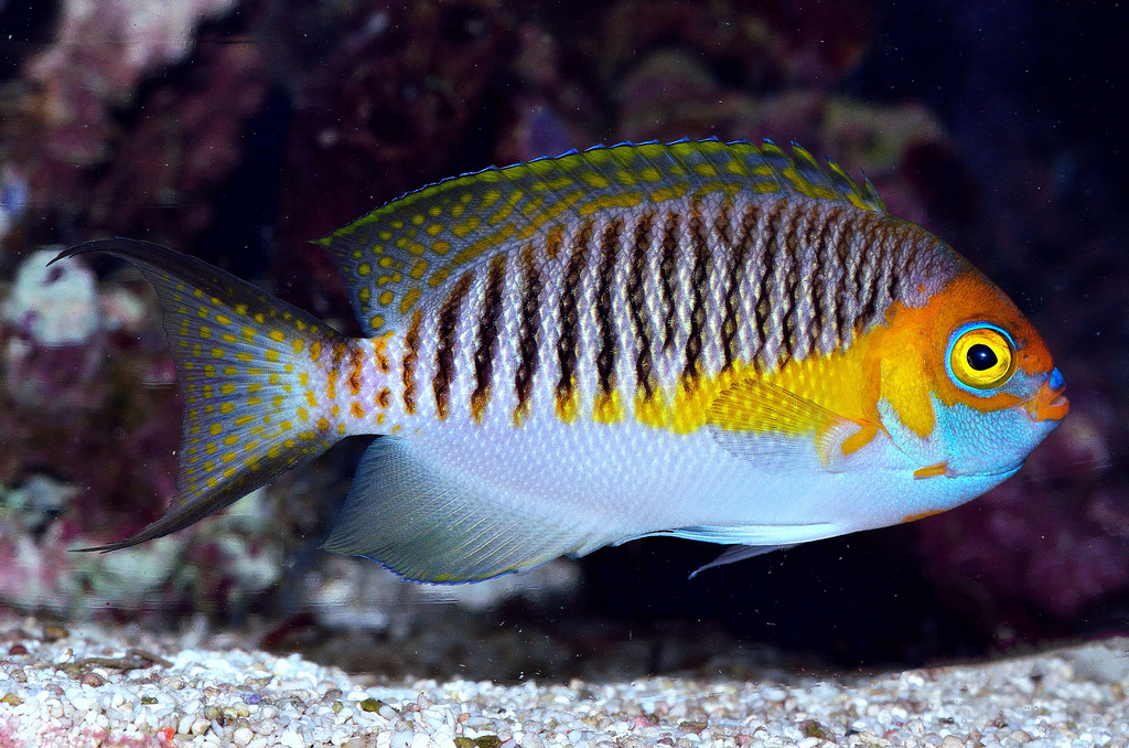 Fish Tournament: Large Angels. Round 1, Vote 7. | Reef2Reef