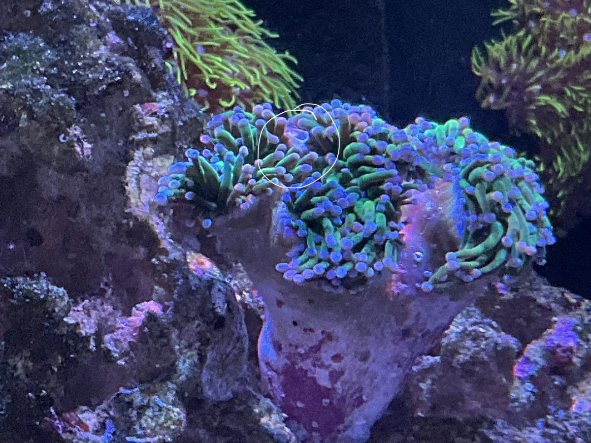 There’s this weird white looking tube on my torch coral, any idea what ...