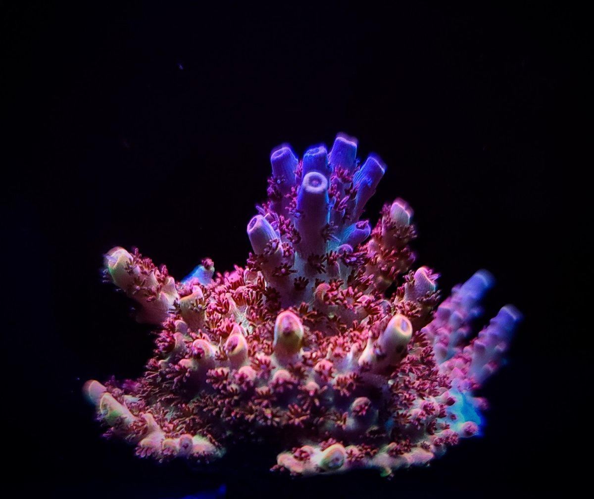Does anybody have a pic of TCK Shockwave? (Not TCK Blastwave) | Reef2Reef