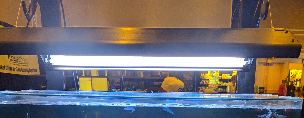 New Noopsyche Hybrid | Reef2Reef