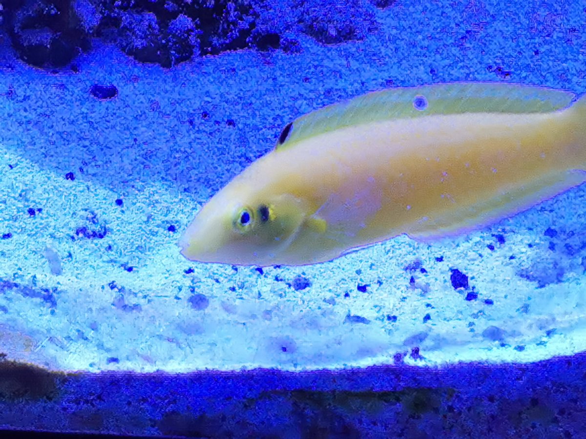 Yellow Coris Wrasse Spots Reef2reef