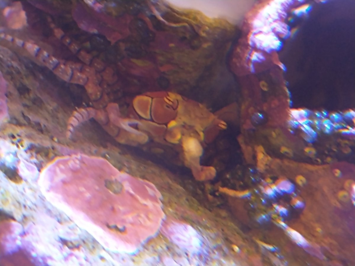 What Is My Pom Pom Crab Carrying Reef2reef