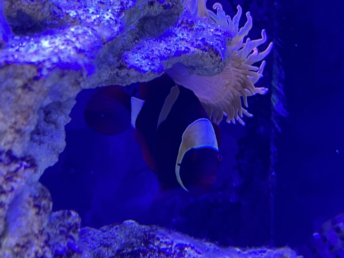 Illinois - Live Goods - SOLD - Mated Pair of Gold Stripe Maroon ...