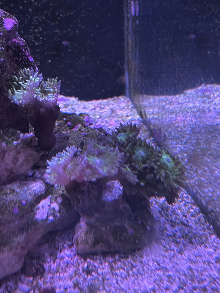 Adding Filters to Lower PAR? | Reef2Reef