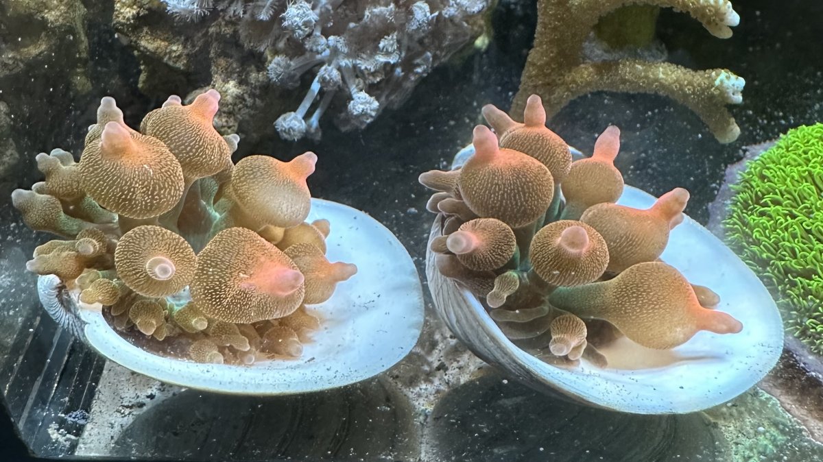 New York - Live Goods - Baby Rainbow bubble tip anemones (RBTA) | Reef2Reef