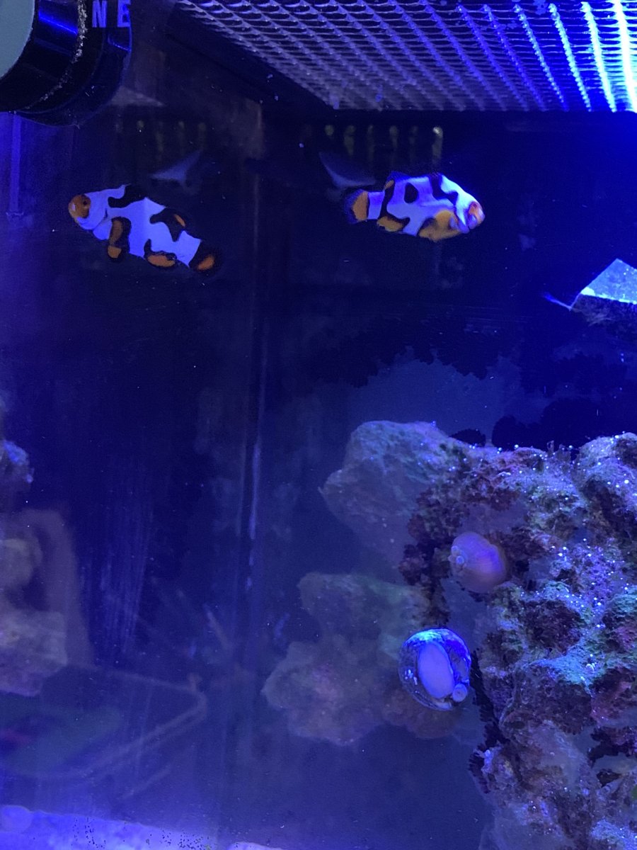 Picasso's and SnowFlakes clownfish club... | Page 47 | Reef2Reef