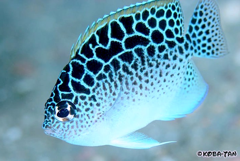 Fish Tournament. Large Angels. Round 1, Vote 15. | Reef2Reef