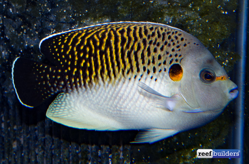 Fish Tournament. Large Angels. Round 1, Vote 15. | Reef2Reef