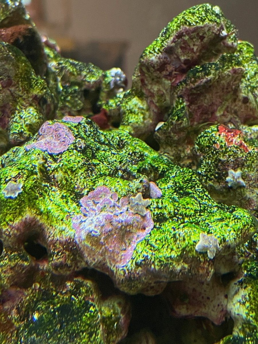 Coralline algae or calcium precipitation? | Reef2Reef