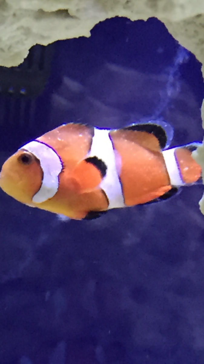 What's wrong with my clownfish/blue chromis | Reef2Reef