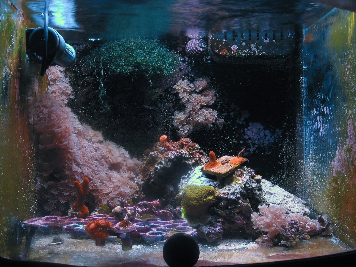 Keep No3... more fish, less carbon dosing, or amonium ? | Reef2Reef