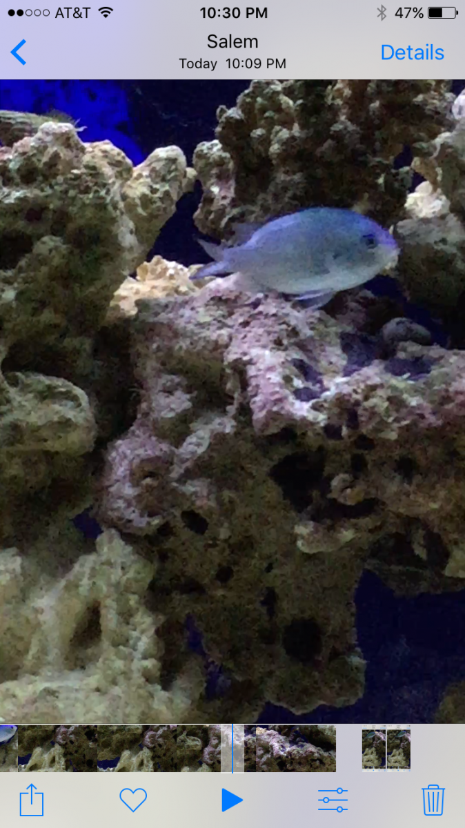 What's wrong with my clownfish/blue chromis | Reef2Reef