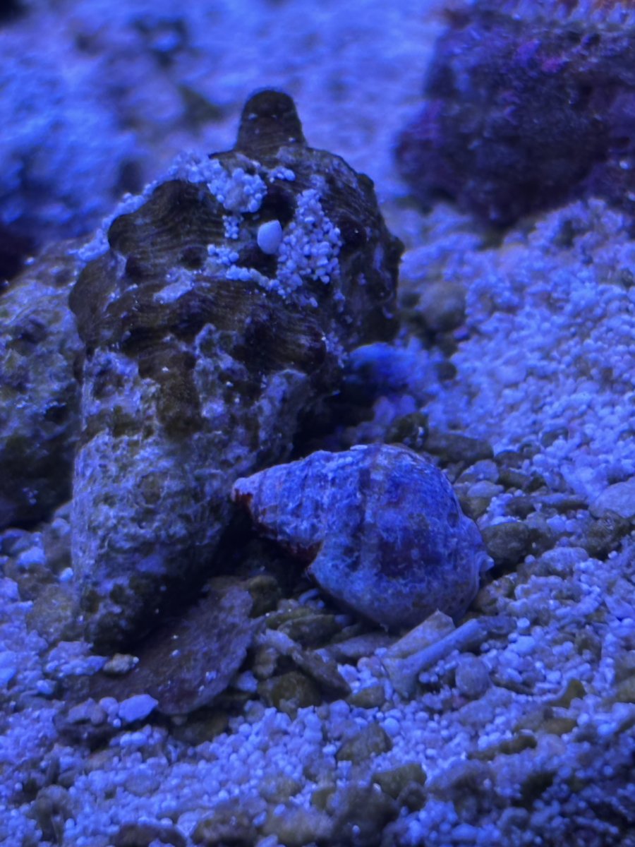 Dwarf Nassarius snails seem to be breeding! | Reef2Reef
