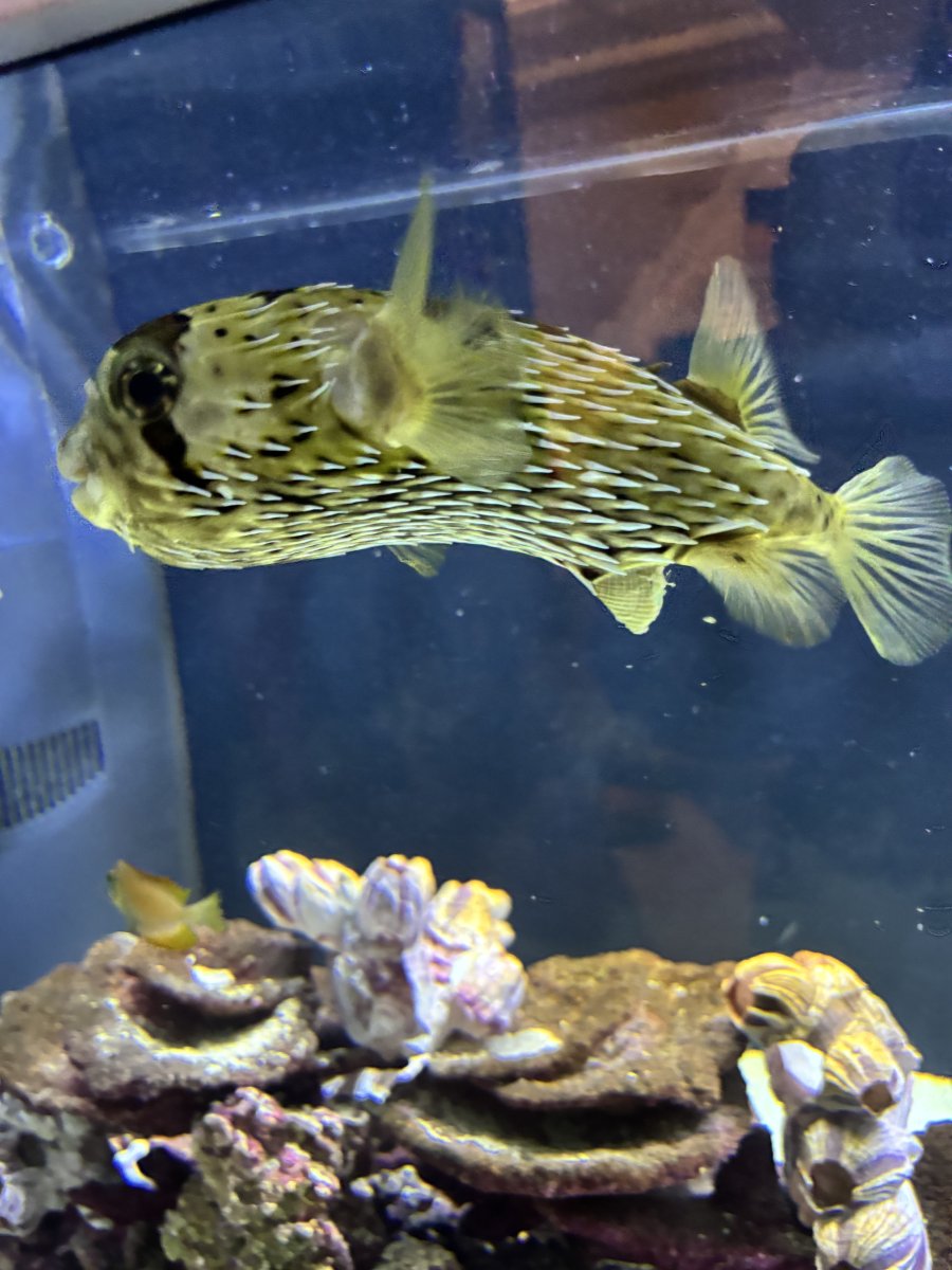 EMERGENCY - Can I feed a very constipated Hewbie boiled peas? | Reef2Reef