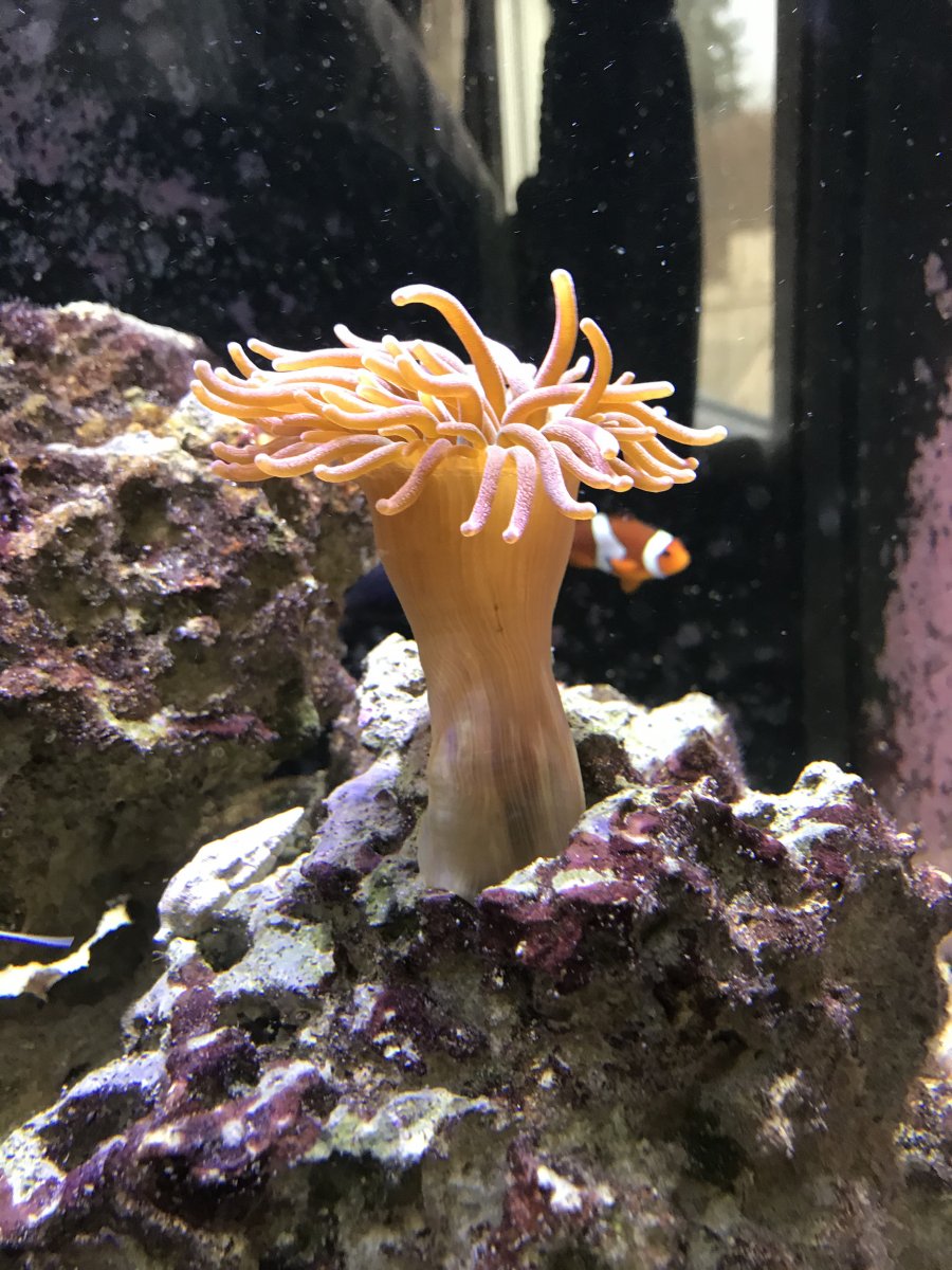 Do you feed your anemone? | Reef2Reef