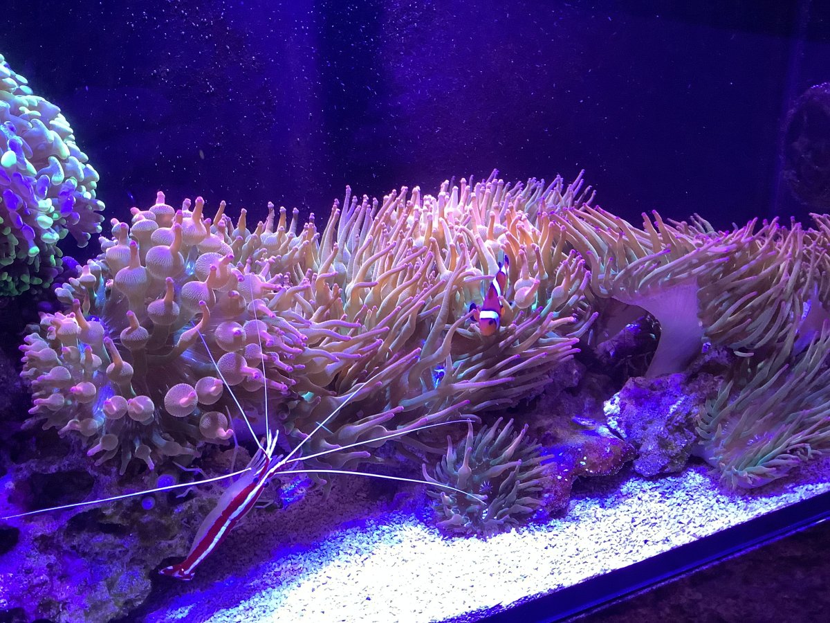 Best anemones for beginners | Reef2Reef