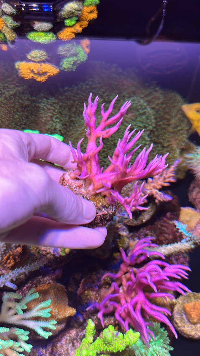 Mixed reef bright purple coral | Reef2Reef