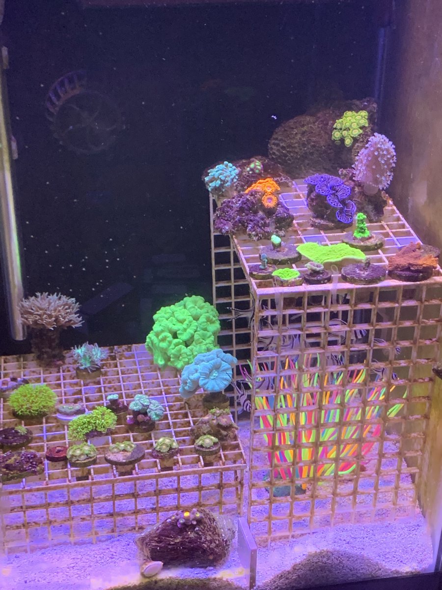 Large Build - Miami‘s Mixed Reef (SPS Dominant) | Page 35 | Reef2Reef