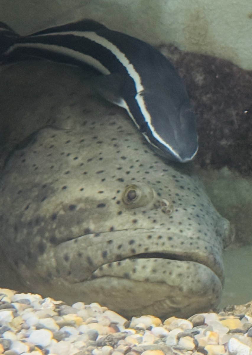 The fish dressed as a skunk for Halloween | Reef2Reef