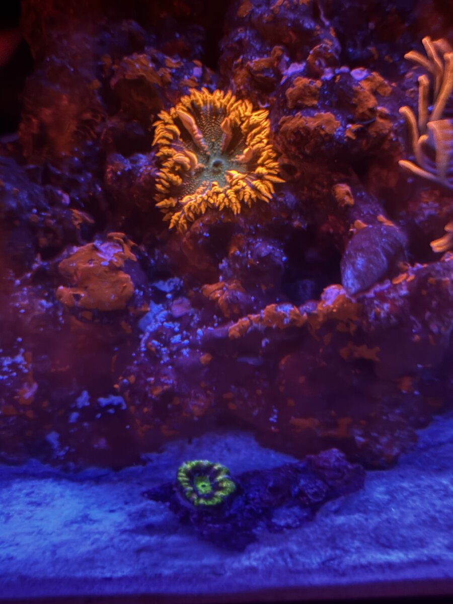 Show Off Your Rock Flower Nems!! | Reef2Reef