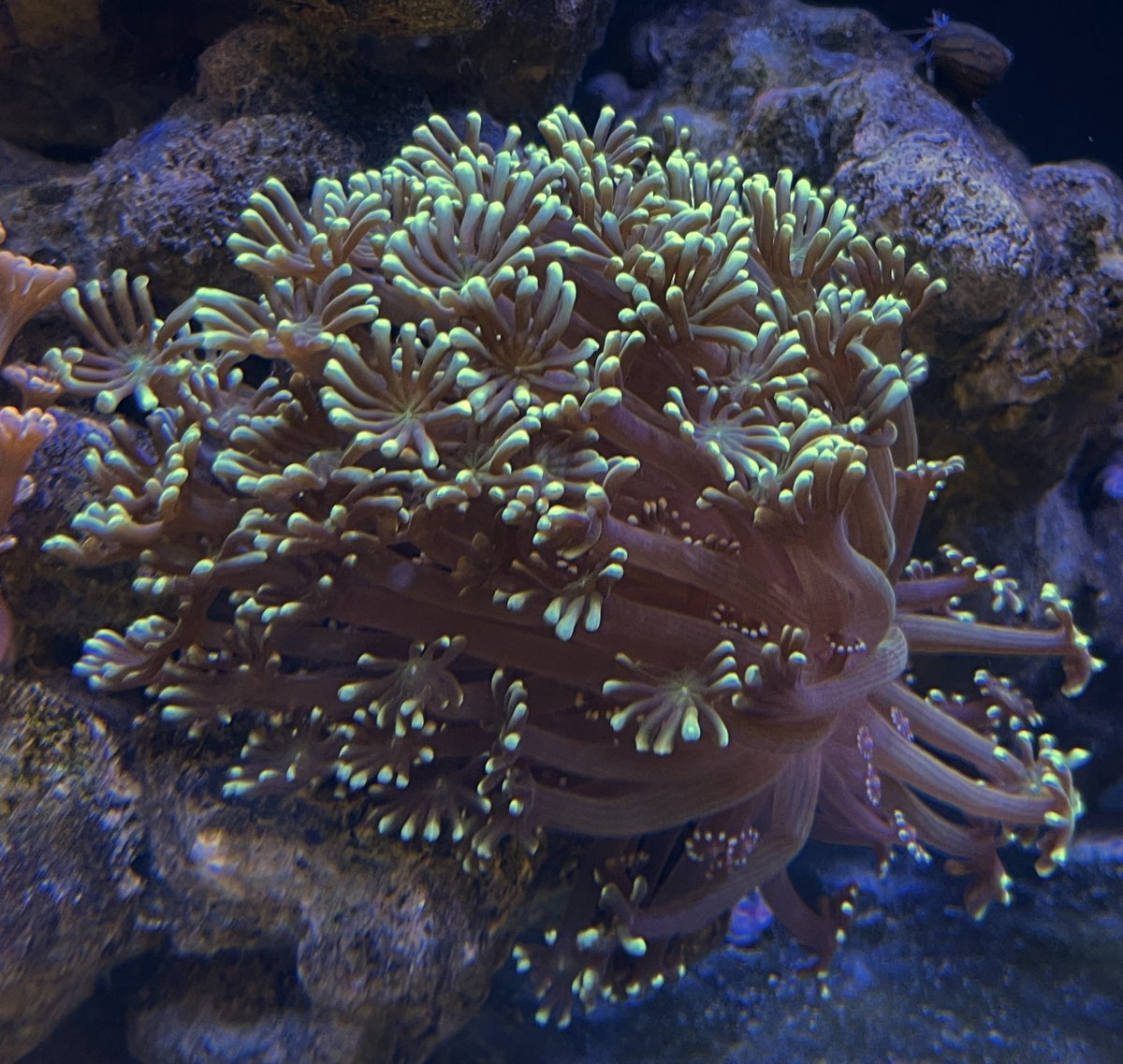 Let's discuss Alveopora | Reef2Reef