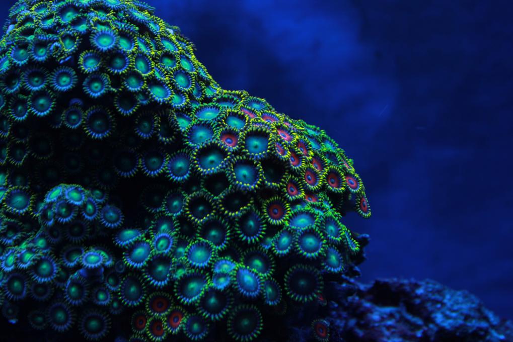 how to take pictures of your corals (camera settings tutorial) | Page 2 ...