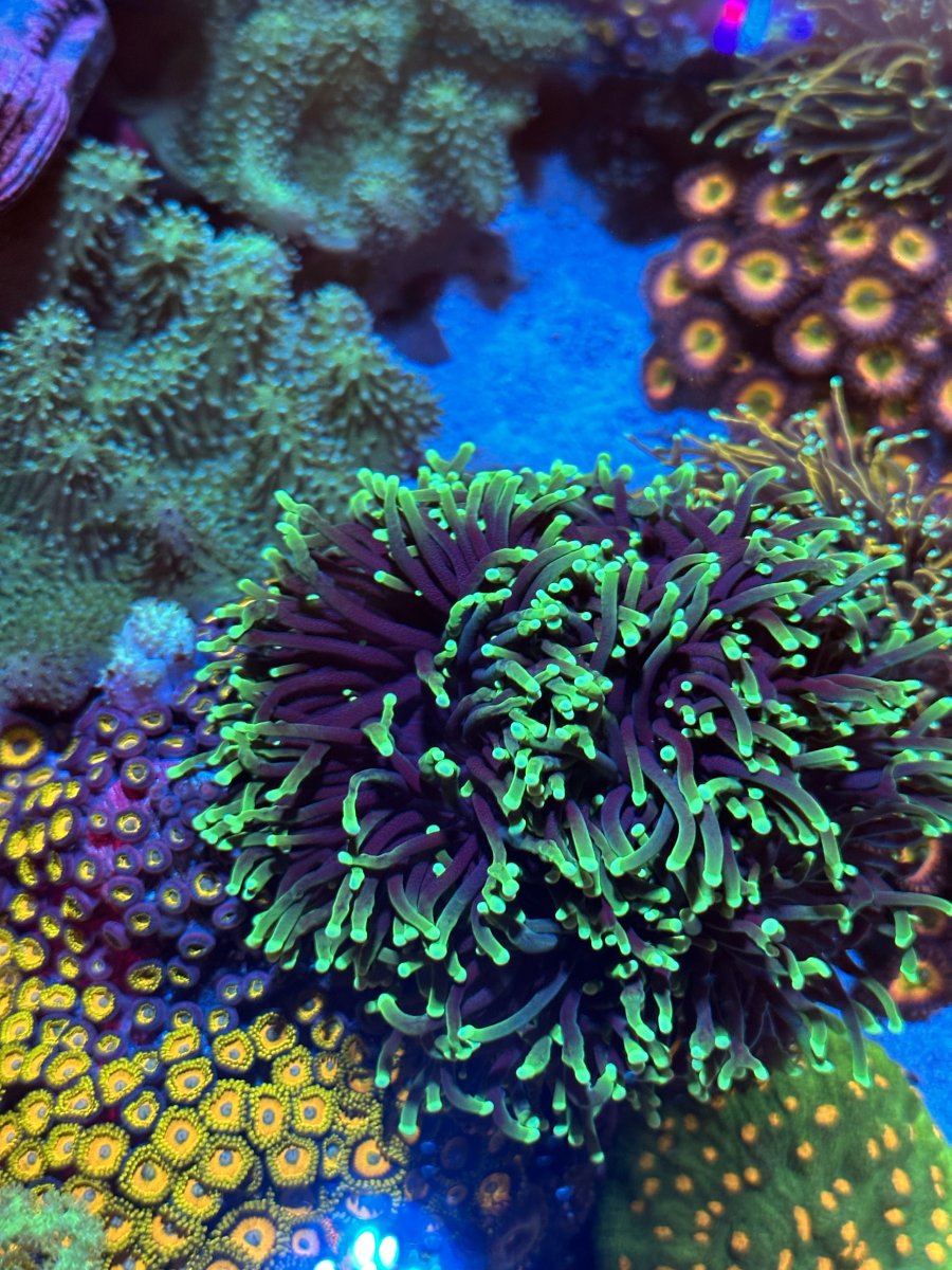 Green tip torch | Reef2Reef
