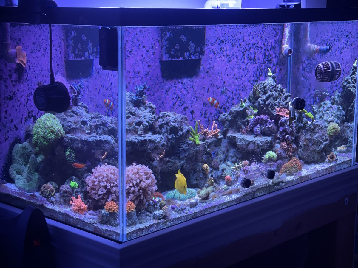How to grow Coralline algae | Reef2Reef