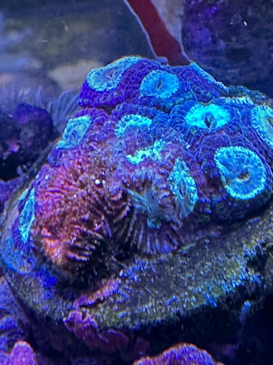 Help! Zoas under attack!! | Reef2Reef