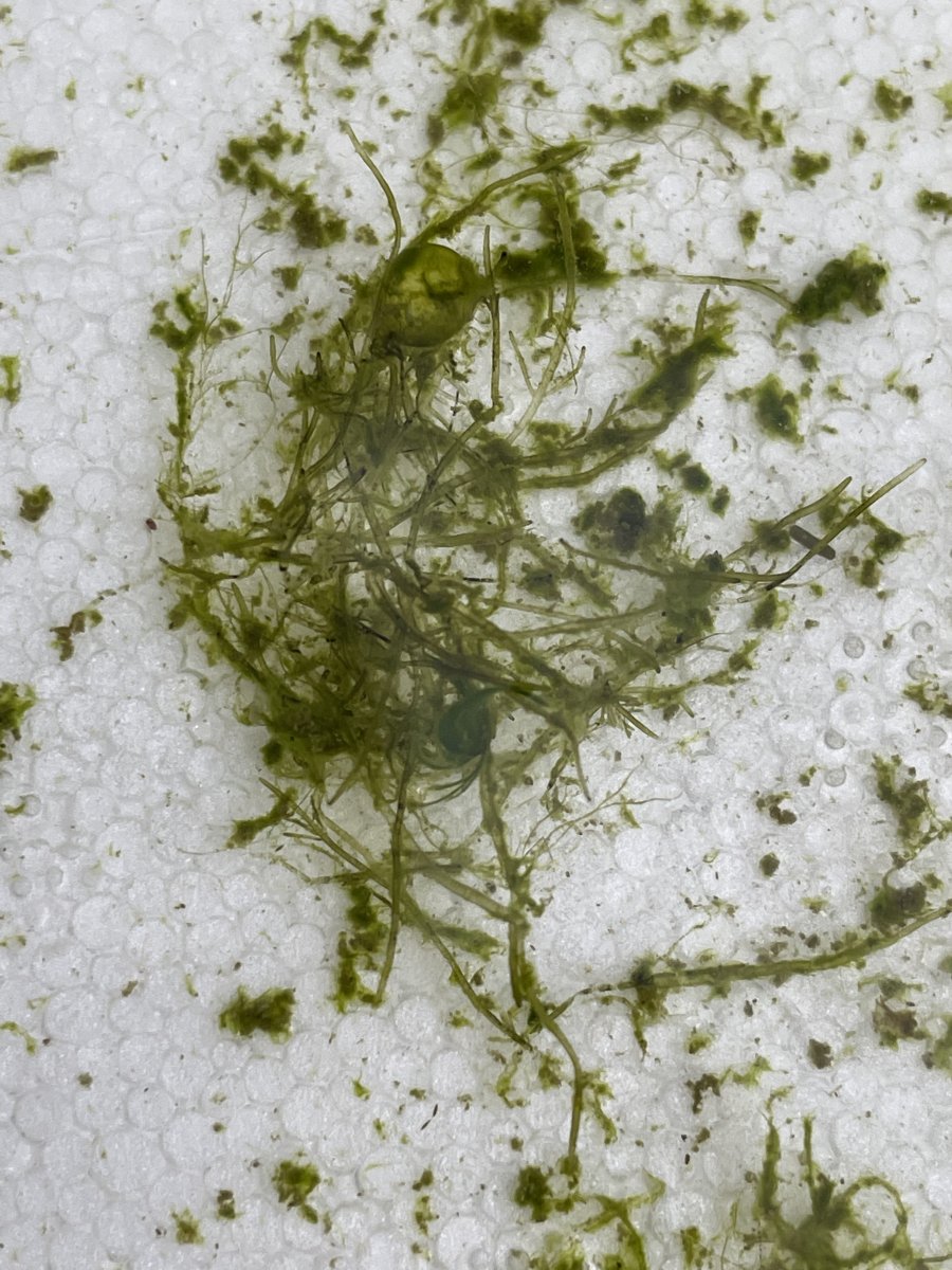 Bryopsis?? | Reef2Reef