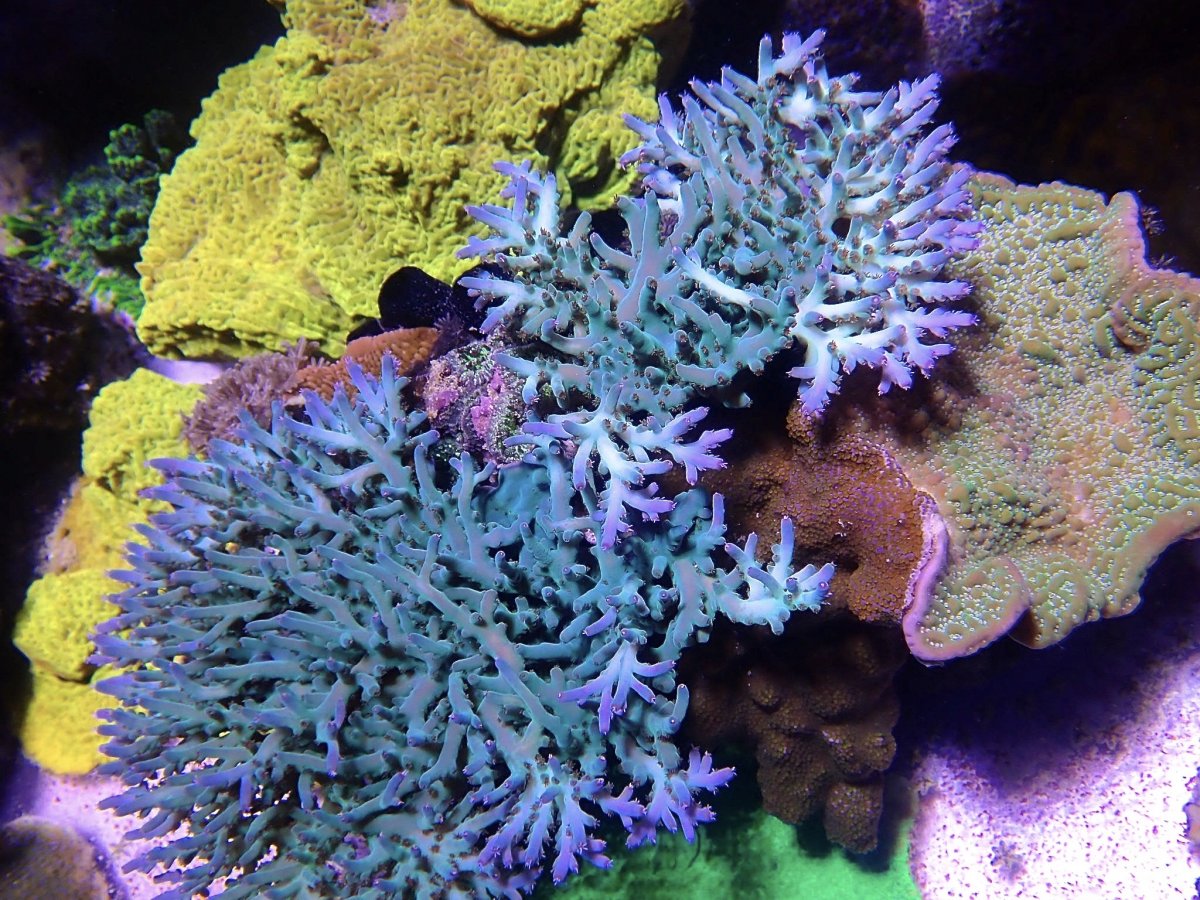 Looking for photosynthetic sponges, etc. | Reef2Reef
