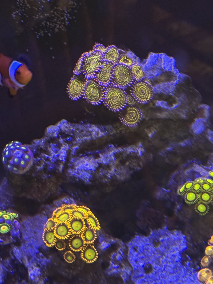 Who has the best looking zoa on here! Share with all of us! | Page 3 ...