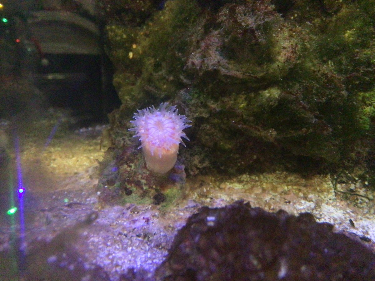 Solitary cup coral reproduction | Reef2Reef
