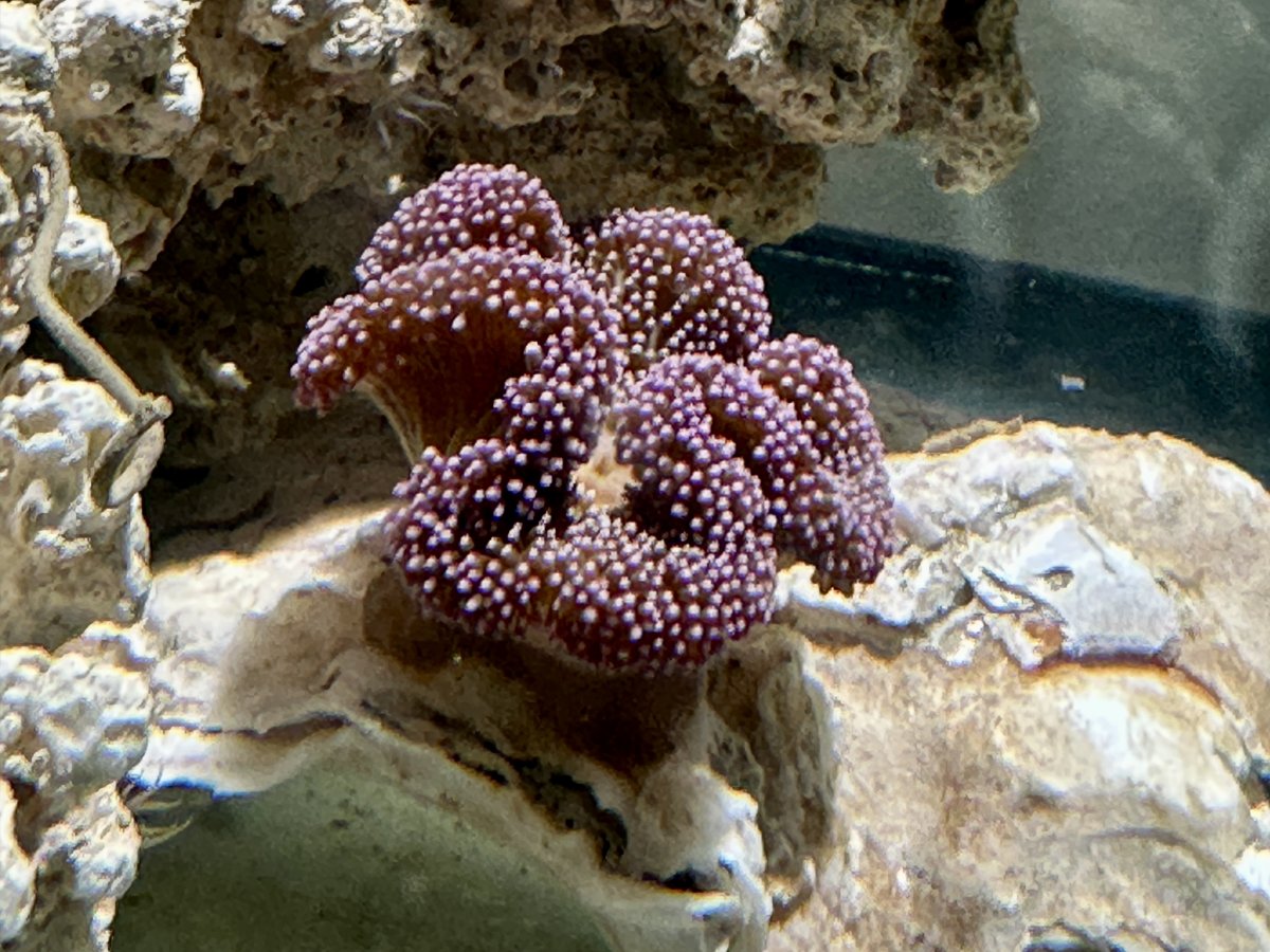Purple Haddoni | Reef2Reef