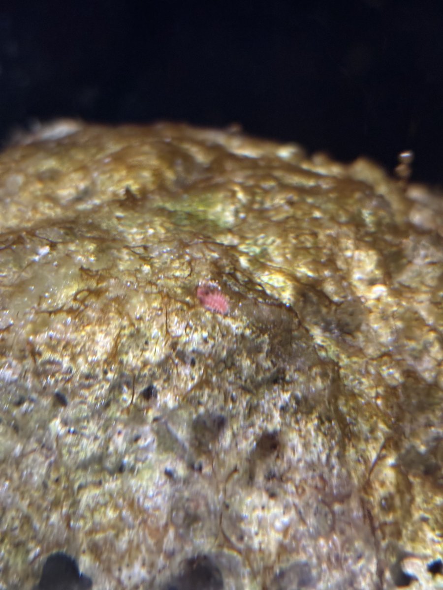 PEST ID | Reef2Reef