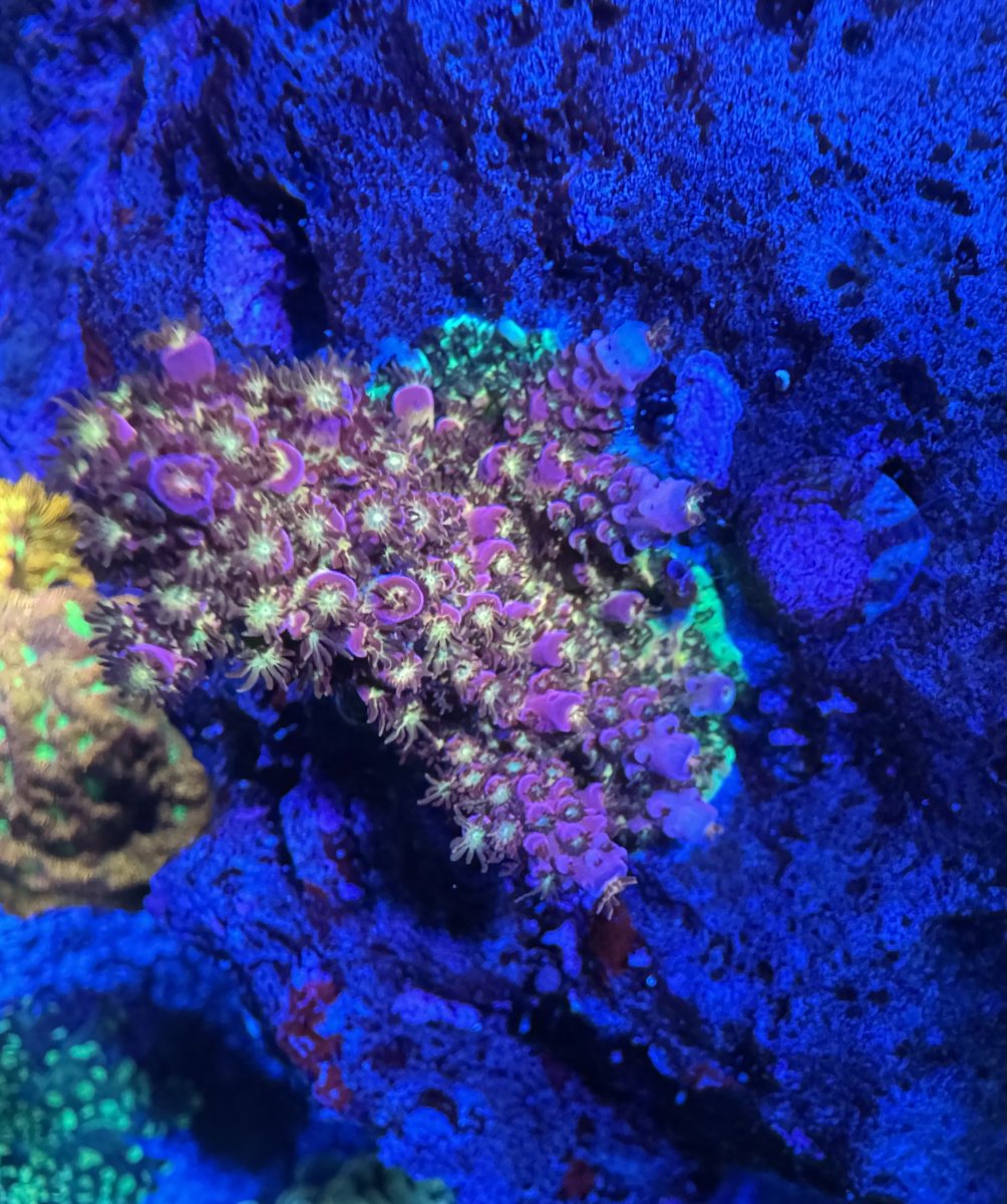 Is this a pc rainbow acro ? What’s the dark color issue | Reef2Reef