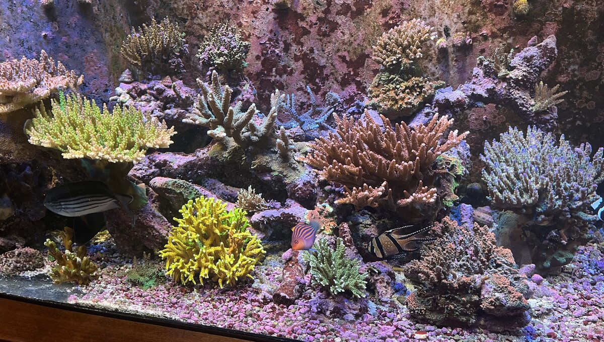 Oregon Tort: A True Survivor | Reef2Reef