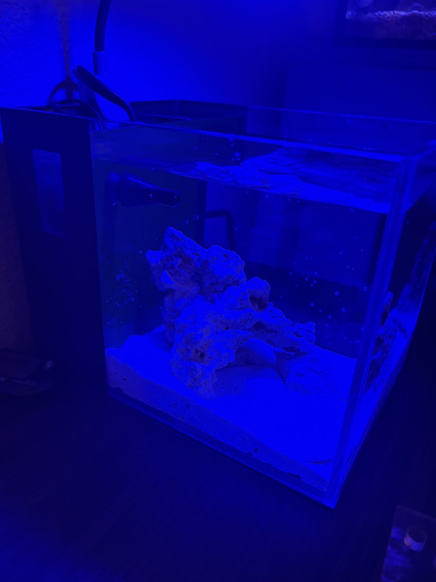Nano Build - 1 gallon pico reef | Reef2Reef