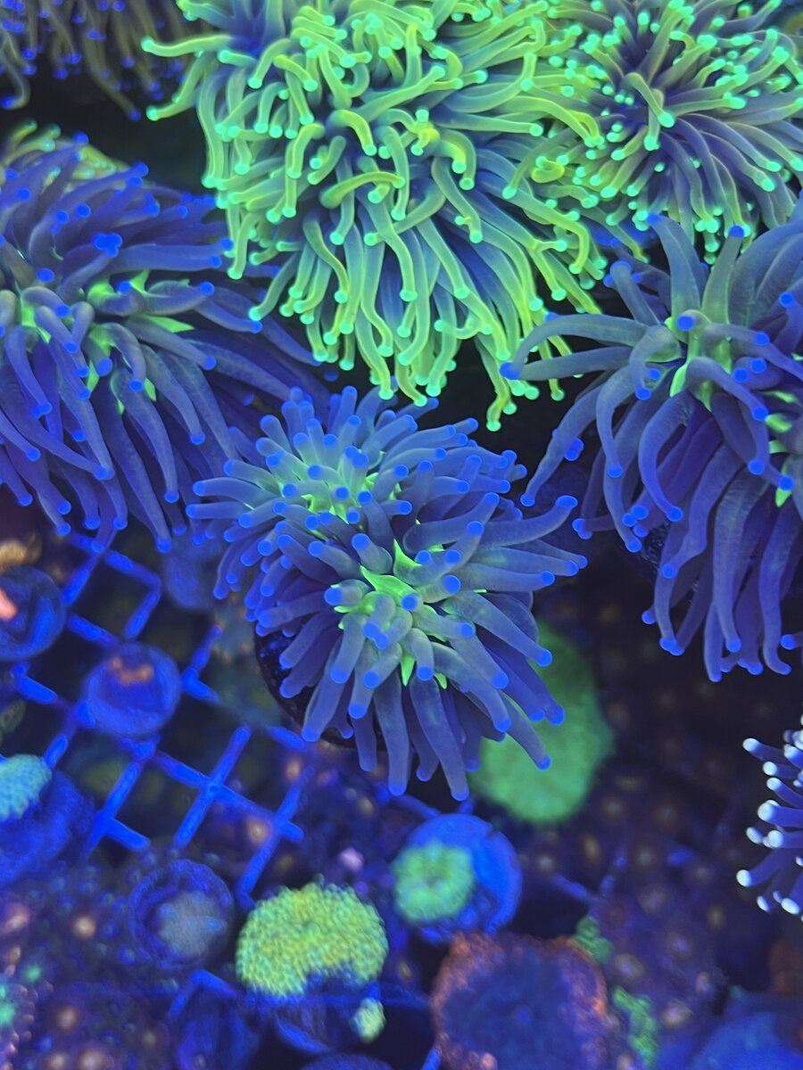 SBB-Flash Fall WYSYWG sale, 1000 fresh corals, Auctions! | Page 9 ...