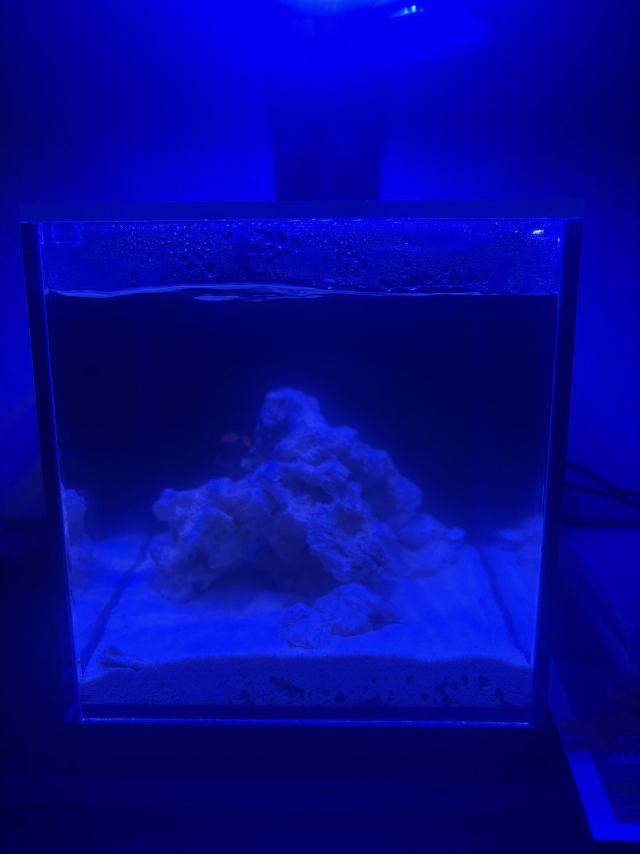 WTB - WTB light for pico tank | Reef2Reef
