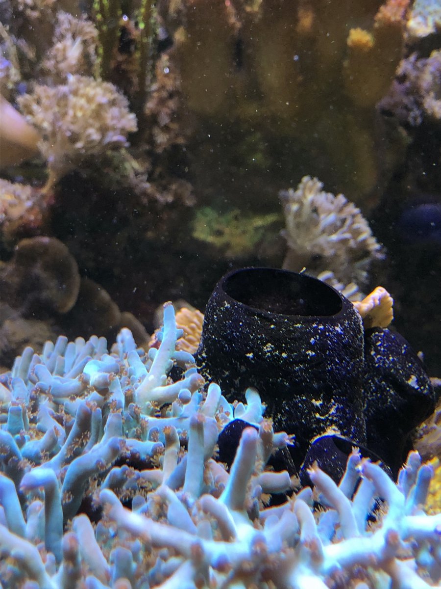 Looking for photosynthetic sponges, etc. | Reef2Reef