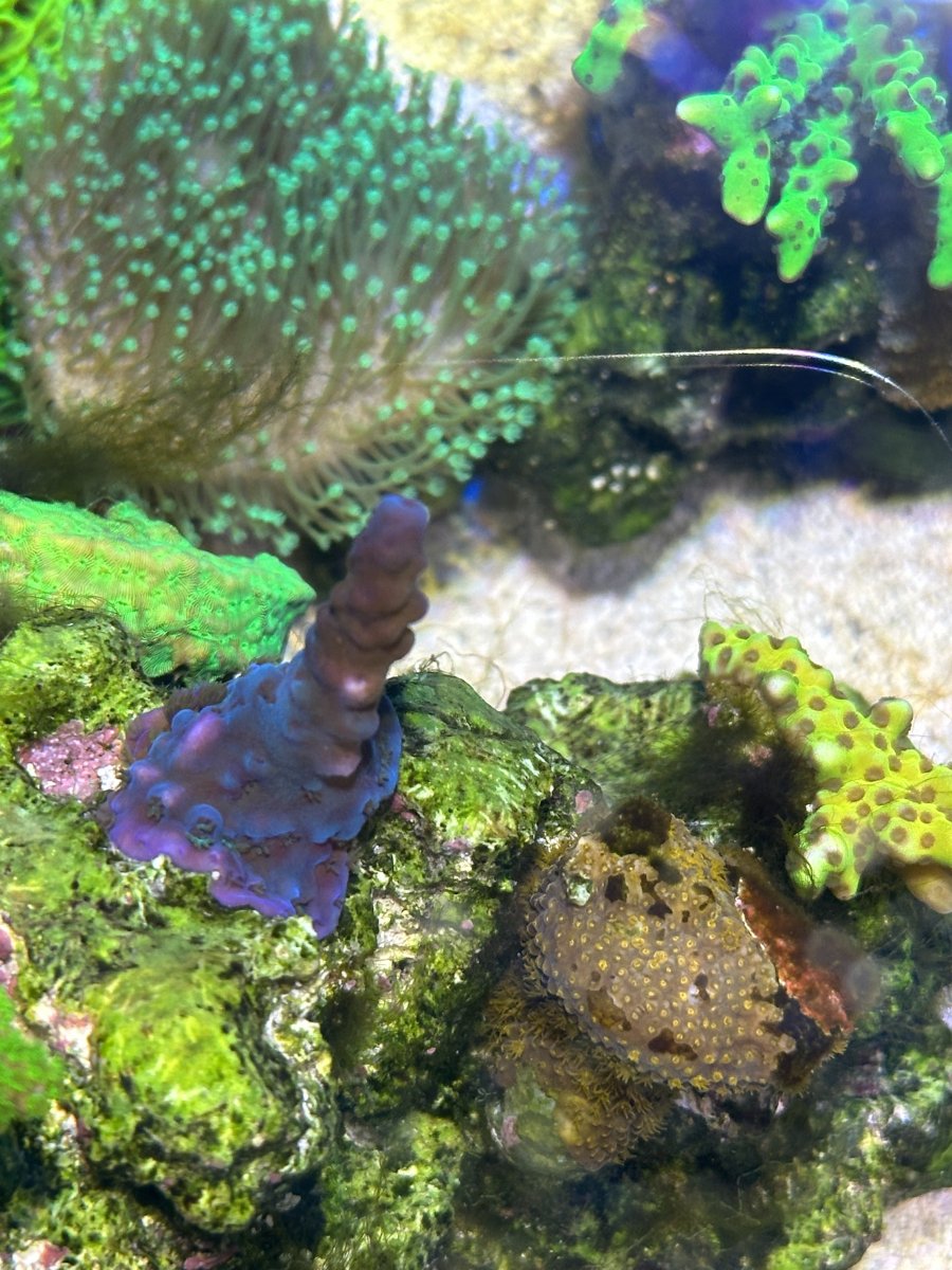 Oregon tort | Reef2Reef