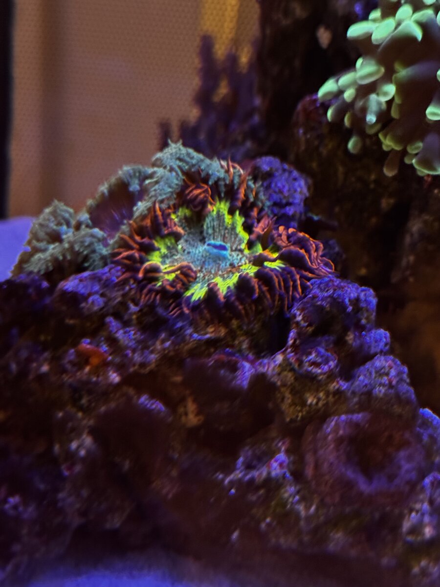 Show Off Your Rock Flower Nems!! | Reef2Reef