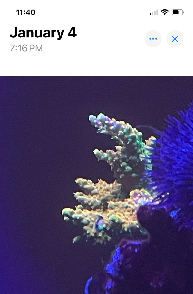 Does your Paletta Pink Tip acro look like this? | Reef2Reef