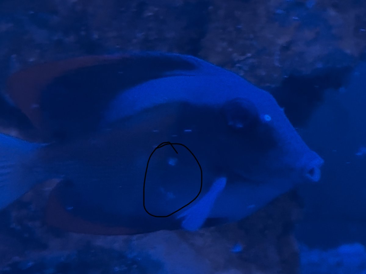 Does my fish have ICK or some disease? | Reef2Reef